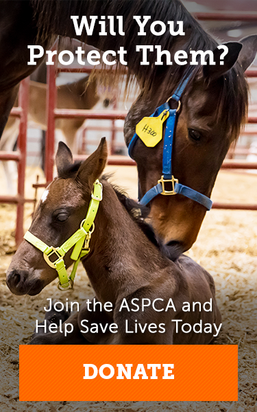Horse Care | ASPCA