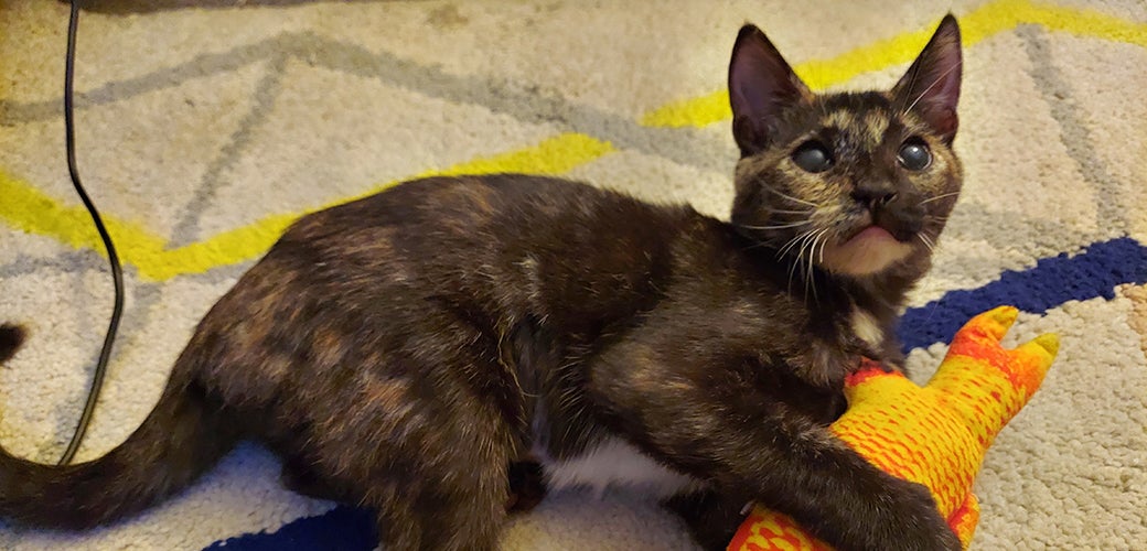 Charming Chelsie Wants to Chat and Play With You Every Day! | ASPCA