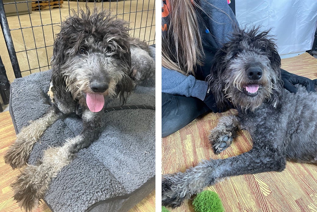 Adoptable Dogs in Ohio: Spree | ASPCA