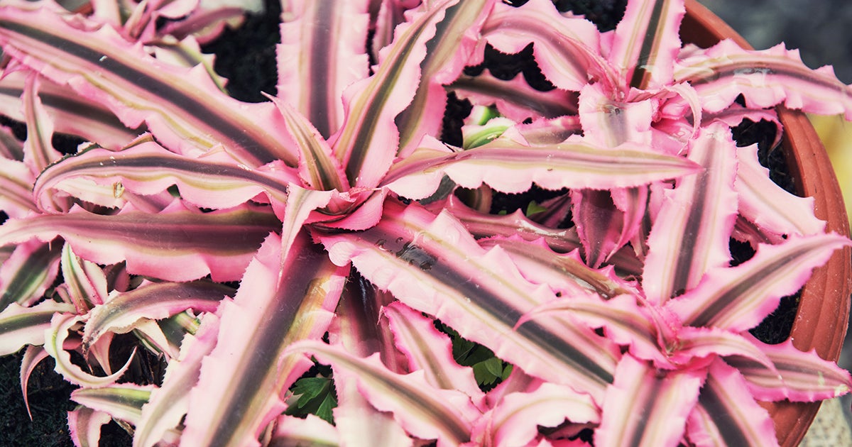 Star Plant | ASPCA