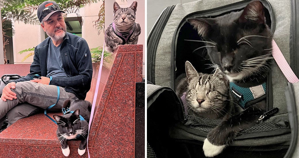 How Two Blind Cats Found Each Other—and a Home—Together | ASPCA