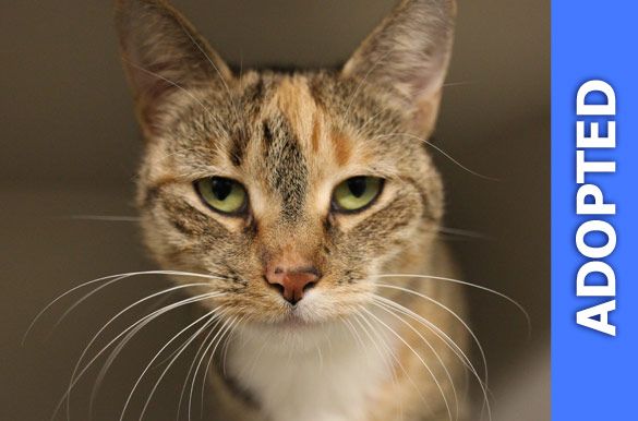 Abby | ASPCA
