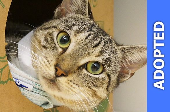 Tigerlily | ASPCA