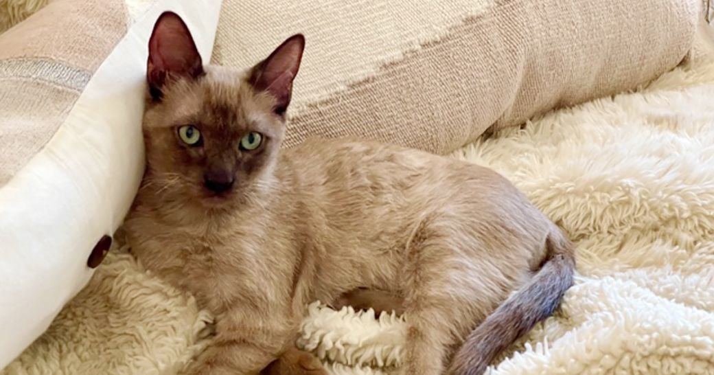 Adoptable Cat in Los Angeles: Wasabi | ASPCA