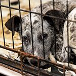 ASPCA | American Society for the Prevention of Cruelty to Animals