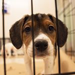 ASPCA | American Society for the Prevention of Cruelty to Animals