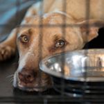 ASPCA | American Society for the Prevention of Cruelty to Animals