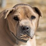 ASPCA | American Society for the Prevention of Cruelty to Animals