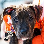 ASPCA | American Society for the Prevention of Cruelty to Animals
