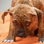 ASPCA | American Society for the Prevention of Cruelty to Animals