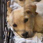 ASPCA | American Society for the Prevention of Cruelty to Animals