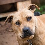 ASPCA | American Society for the Prevention of Cruelty to Animals