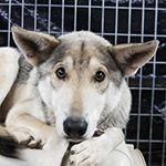 ASPCA | Official Site for the American Society for the Prevention of ...