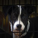 ASPCA | American Society for the Prevention of Cruelty to Animals