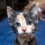 ASPCA | Official Site for the American Society for the Prevention of ...