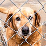 ASPCA | Official Site for the American Society for the Prevention of ...