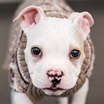 ASPCA | American Society for the Prevention of Cruelty to Animals