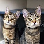 ASPCA | Official Site for the American Society for the Prevention of ...