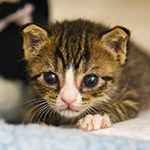 ASPCA | Official Site for the American Society for the Prevention of ...