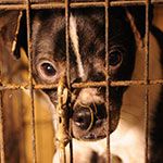 ASPCA | American Society for the Prevention of Cruelty to Animals
