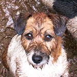 ASPCA | Official Site for the American Society for the Prevention of ...