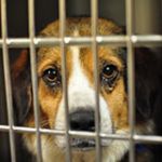 ASPCA | American Society for the Prevention of Cruelty to Animals