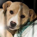 ASPCA | American Society for the Prevention of Cruelty to Animals