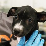 ASPCA | American Society for the Prevention of Cruelty to Animals