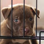 ASPCA | American Society for the Prevention of Cruelty to Animals