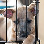 ASPCA | American Society for the Prevention of Cruelty to Animals