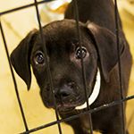 ASPCA | American Society for the Prevention of Cruelty to Animals