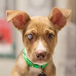 ASPCA | American Society for the Prevention of Cruelty to Animals