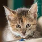 ASPCA | American Society for the Prevention of Cruelty to Animals