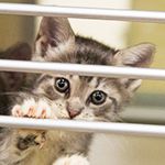 ASPCA | American Society for the Prevention of Cruelty to Animals