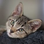 ASPCA | American Society for the Prevention of Cruelty to Animals