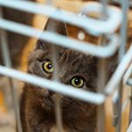 ASPCA | Official Site for the American Society for the Prevention of ...