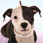 ASPCA | American Society for the Prevention of Cruelty to Animals