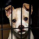 ASPCA | Official Site for the American Society for the Prevention of ...