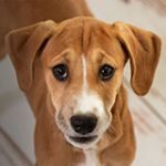 ASPCA | American Society for the Prevention of Cruelty to Animals