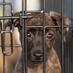 ASPCA | American Society for the Prevention of Cruelty to Animals