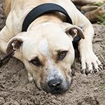 ASPCA | American Society for the Prevention of Cruelty to Animals