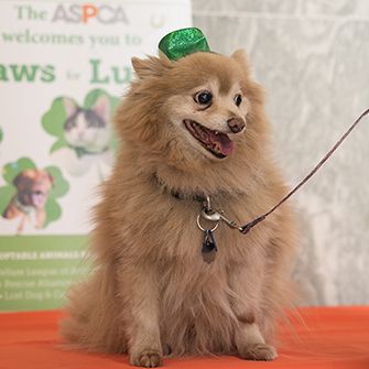 ASPCA Events | ASPCA