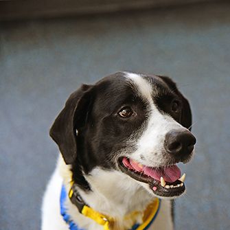 Adopt a Pet | Dogs | Cats | NYC | Adoption Tips | ASPCA