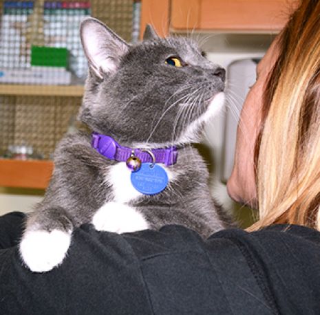 ASPCA | Official Site for the American Society for the Prevention of ...