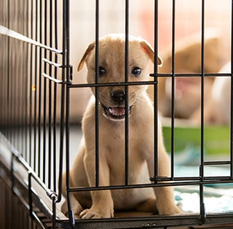 ASPCA | American Society for the Prevention of Cruelty to Animals