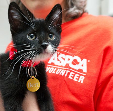 ASPCA | American Society for the Prevention of Cruelty to Animals