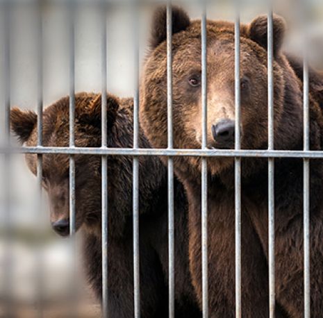 ASPCA | American Society for the Prevention of Cruelty to Animals