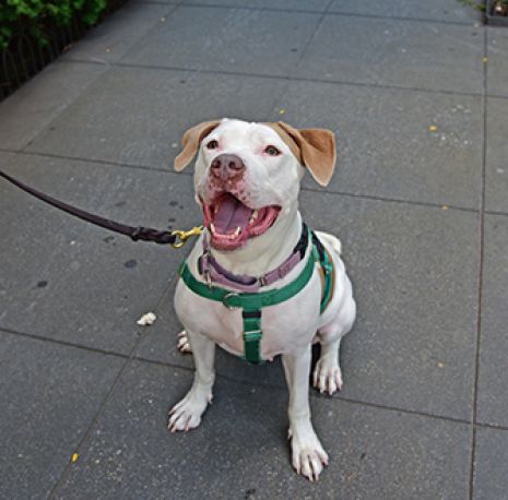 ASPCA | American Society for the Prevention of Cruelty to Animals