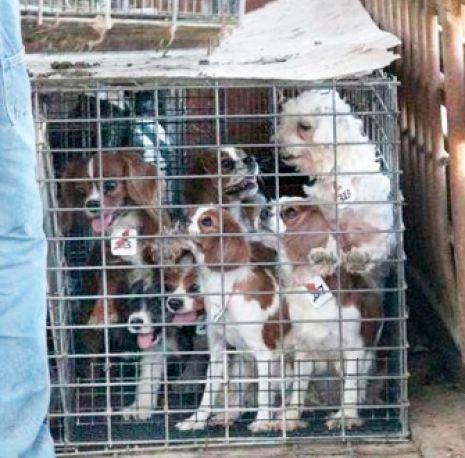 What Is a Puppy Mill? | Help Protect Mill Dogs | ASPCA