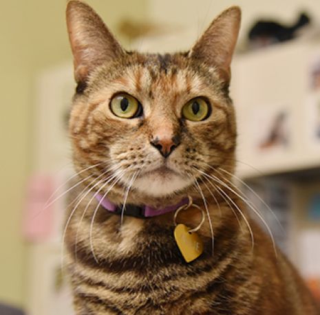 ASPCA | American Society for the Prevention of Cruelty to Animals